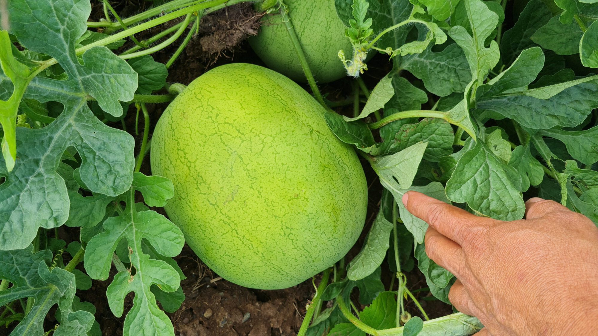 Sandía - Hexagon Seeds