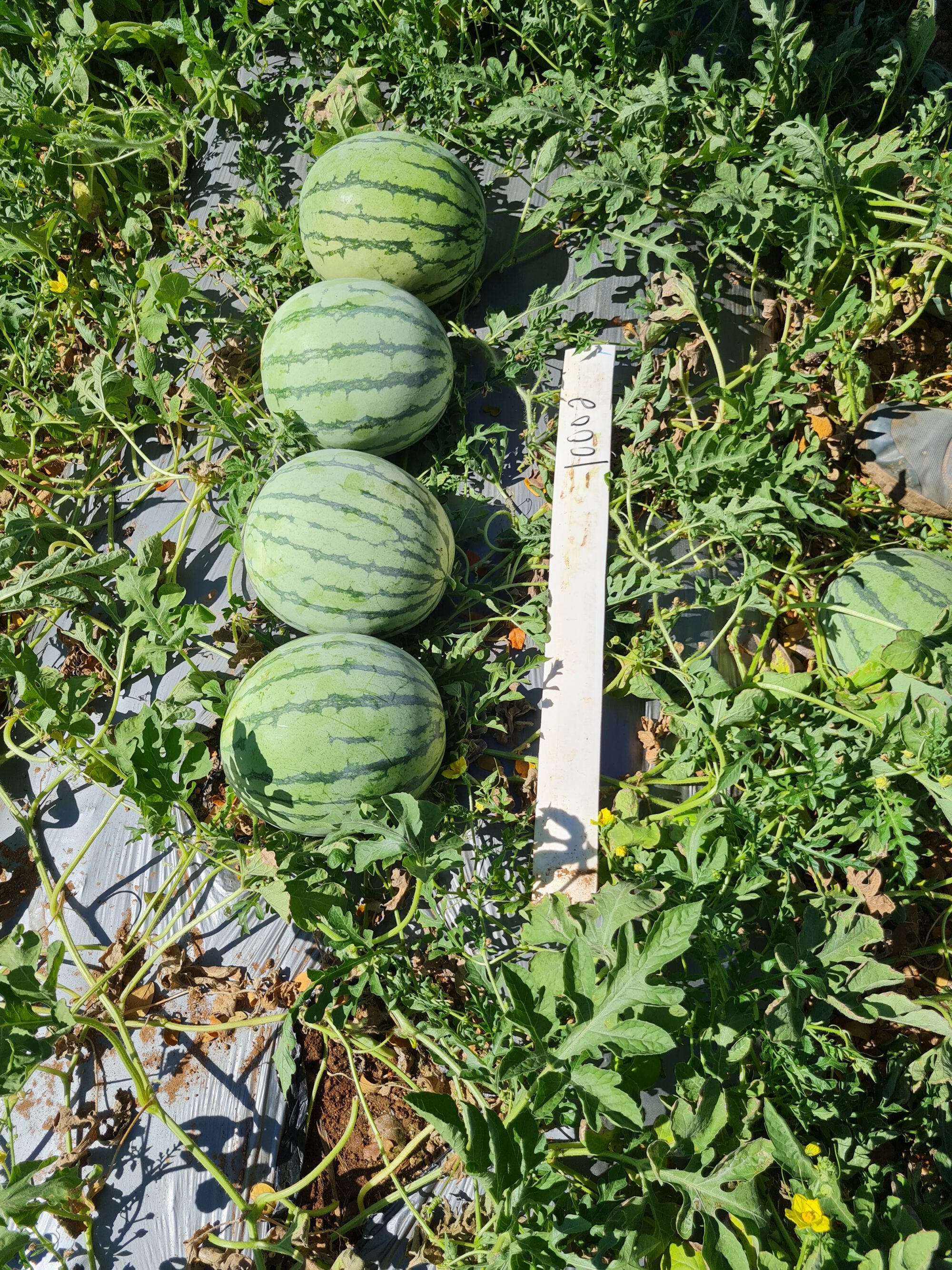 Sandía - Hexagon Seeds